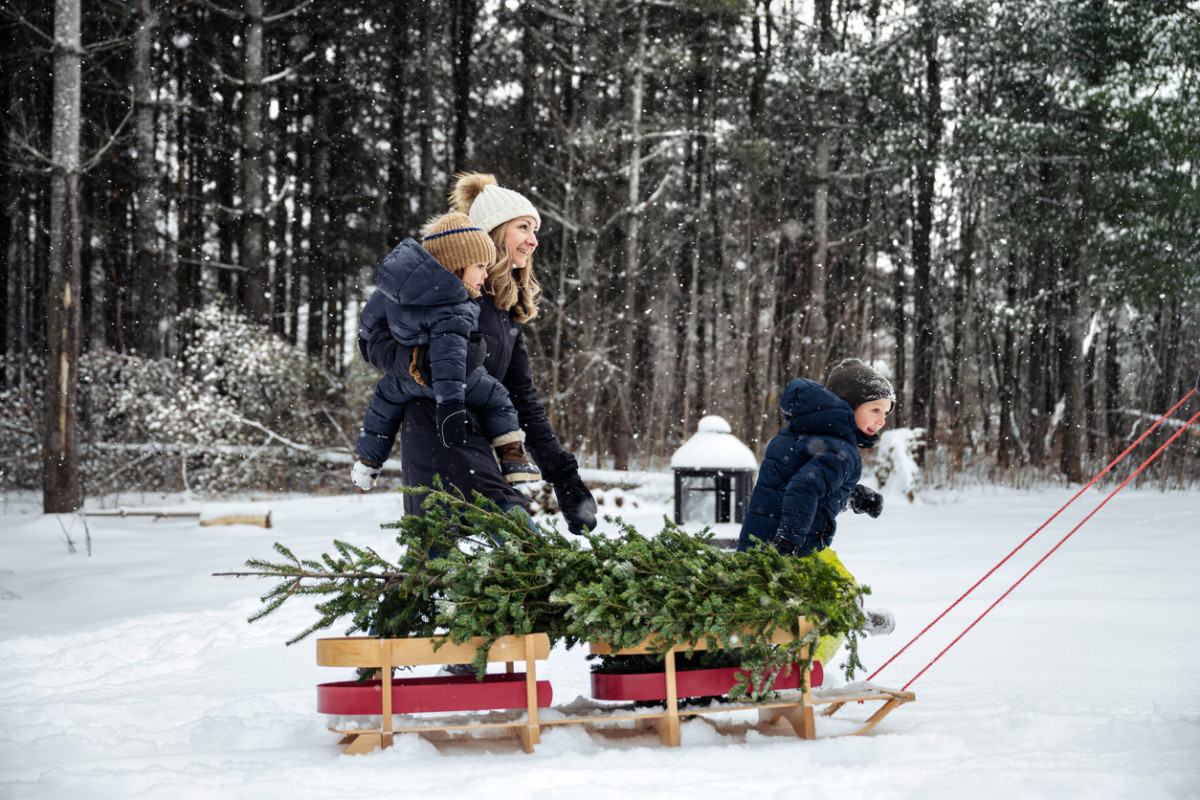 How To Get a $5 Christmas Tree from a National Forest - Parade Home ...