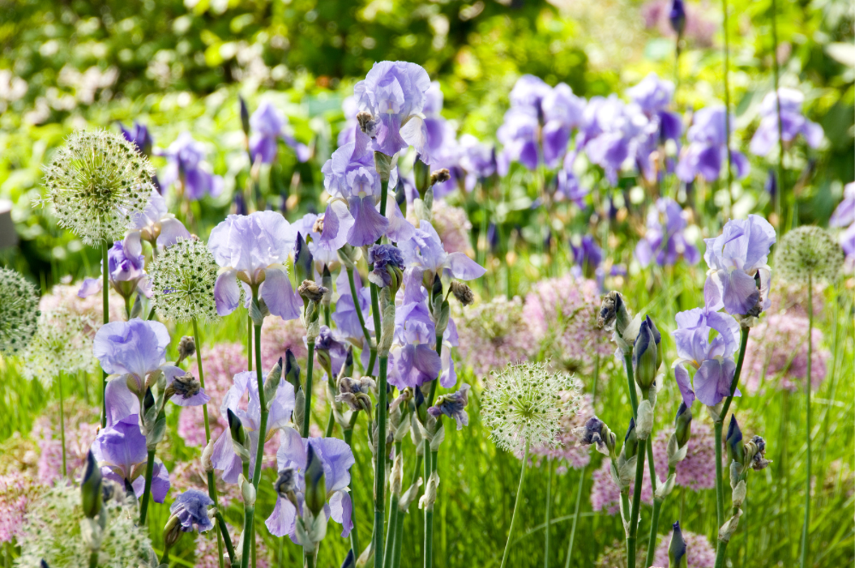 29 Deer-Resistant Flowers and Plants for Your Outdoor Space - Parade ...