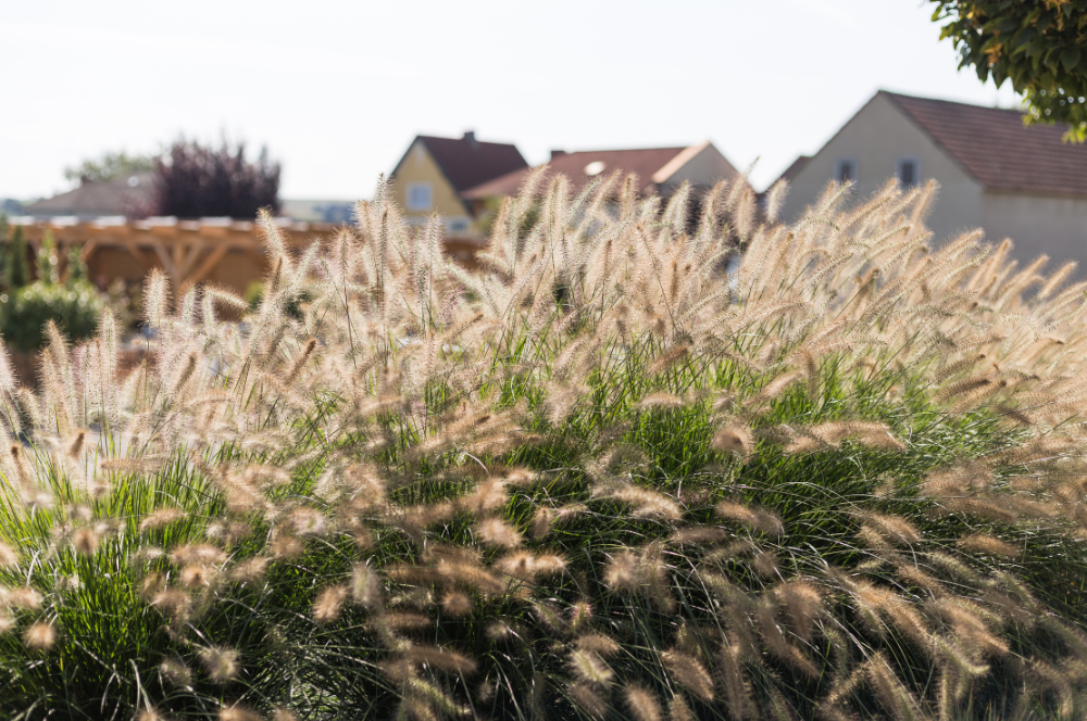 26 Types of Ornamental Grasses That Instantly Add Texture to Your ...