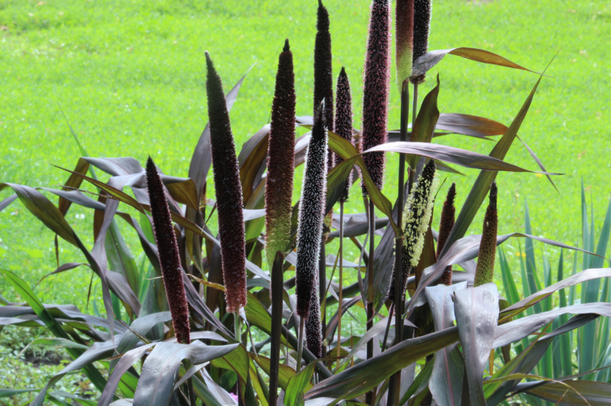 26 Types of Ornamental Grasses That Instantly Add Texture to Your ...