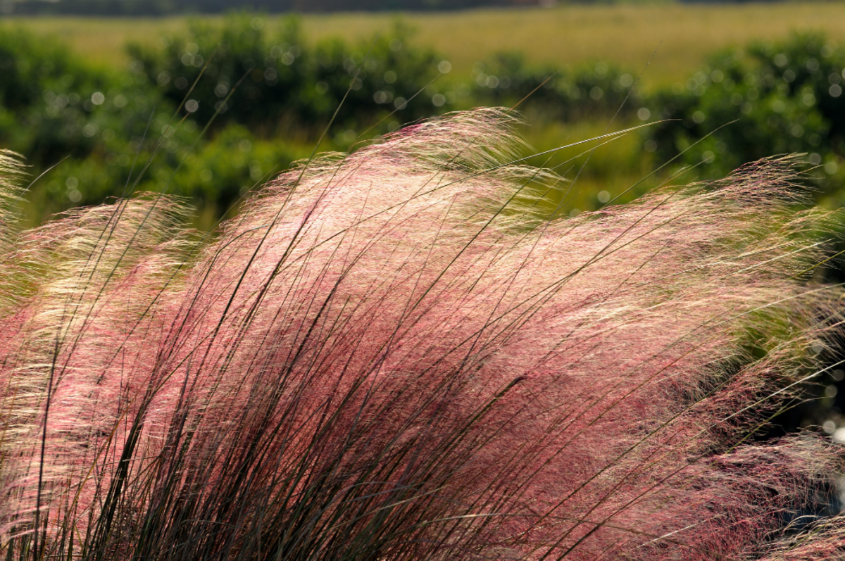 26 Types of Ornamental Grasses That Instantly Add Texture to Your ...