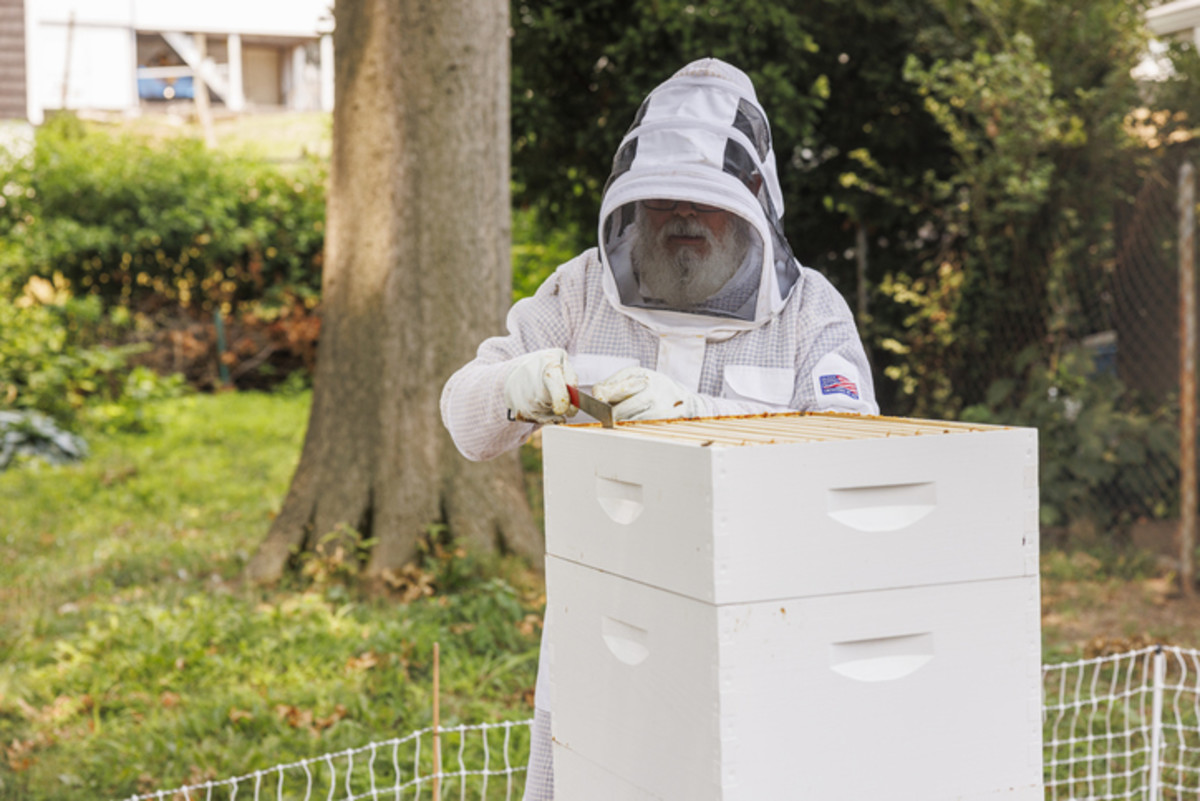 How to Start a Beehive, According to Experts - Parade Home & Garden