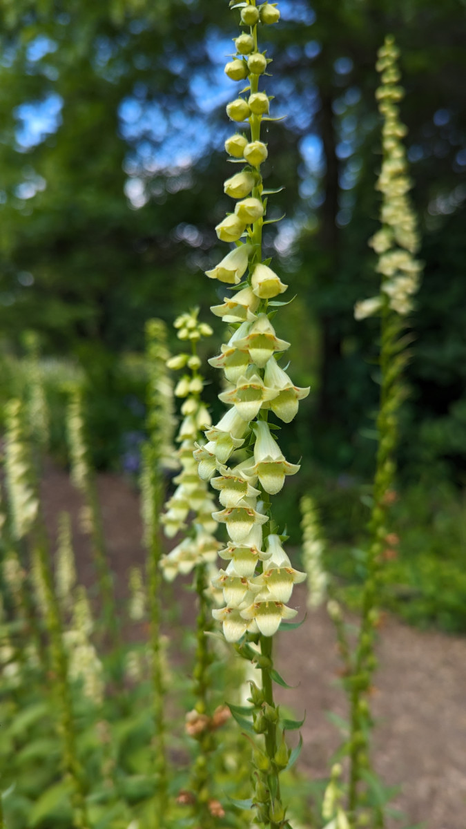 How To Grow and Care for Foxglove - Parade Home & Garden