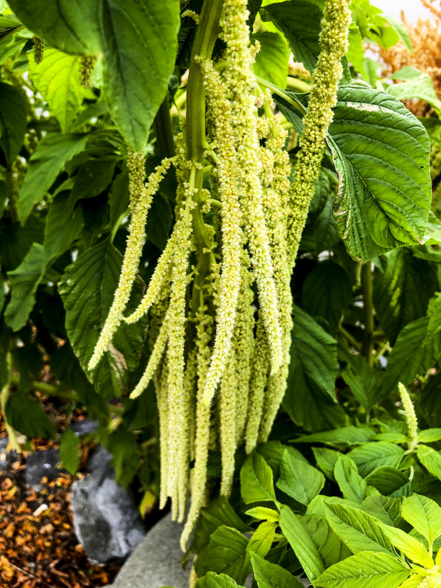 25 Gorgeous Green Flowers To For Outdoor Spaces, Bouquets and More ...