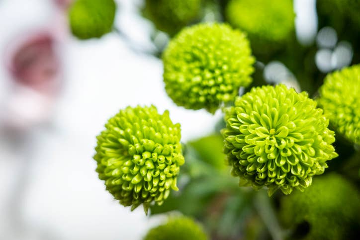 25 Gorgeous Green Flowers To For Outdoor Spaces, Bouquets and More ...