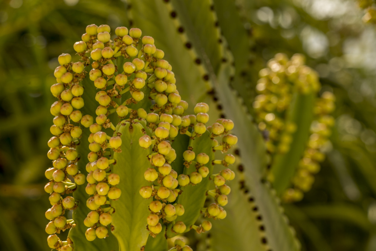 35 Different Types of Cactus You Can Grow at Home for an Endless Summer ...