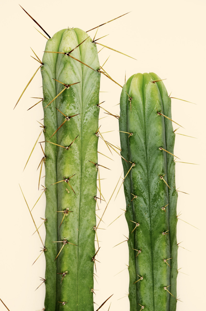 35 Different Types of Cactus You Can Grow at Home for an Endless Summer ...