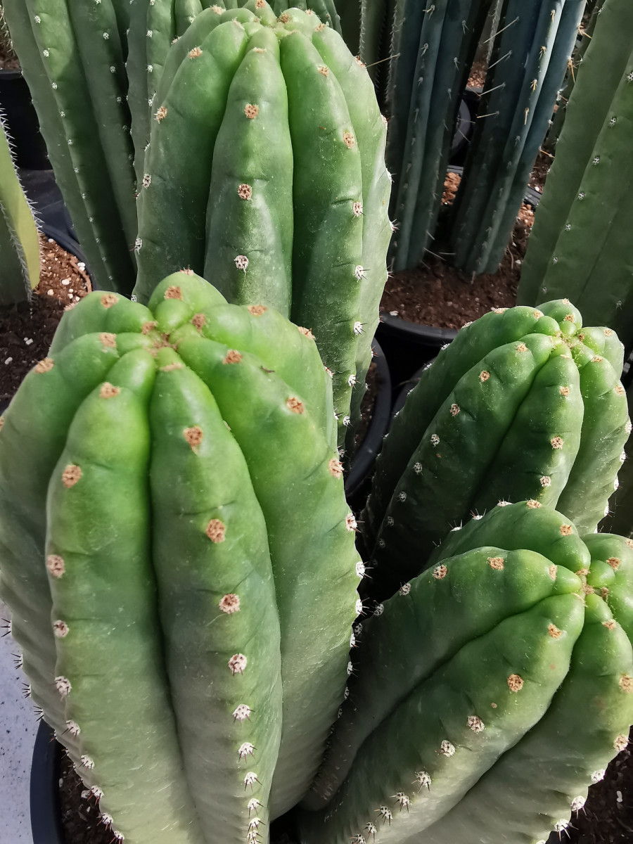 35 Different Types of Cactus You Can Grow at Home for an Endless Summer ...