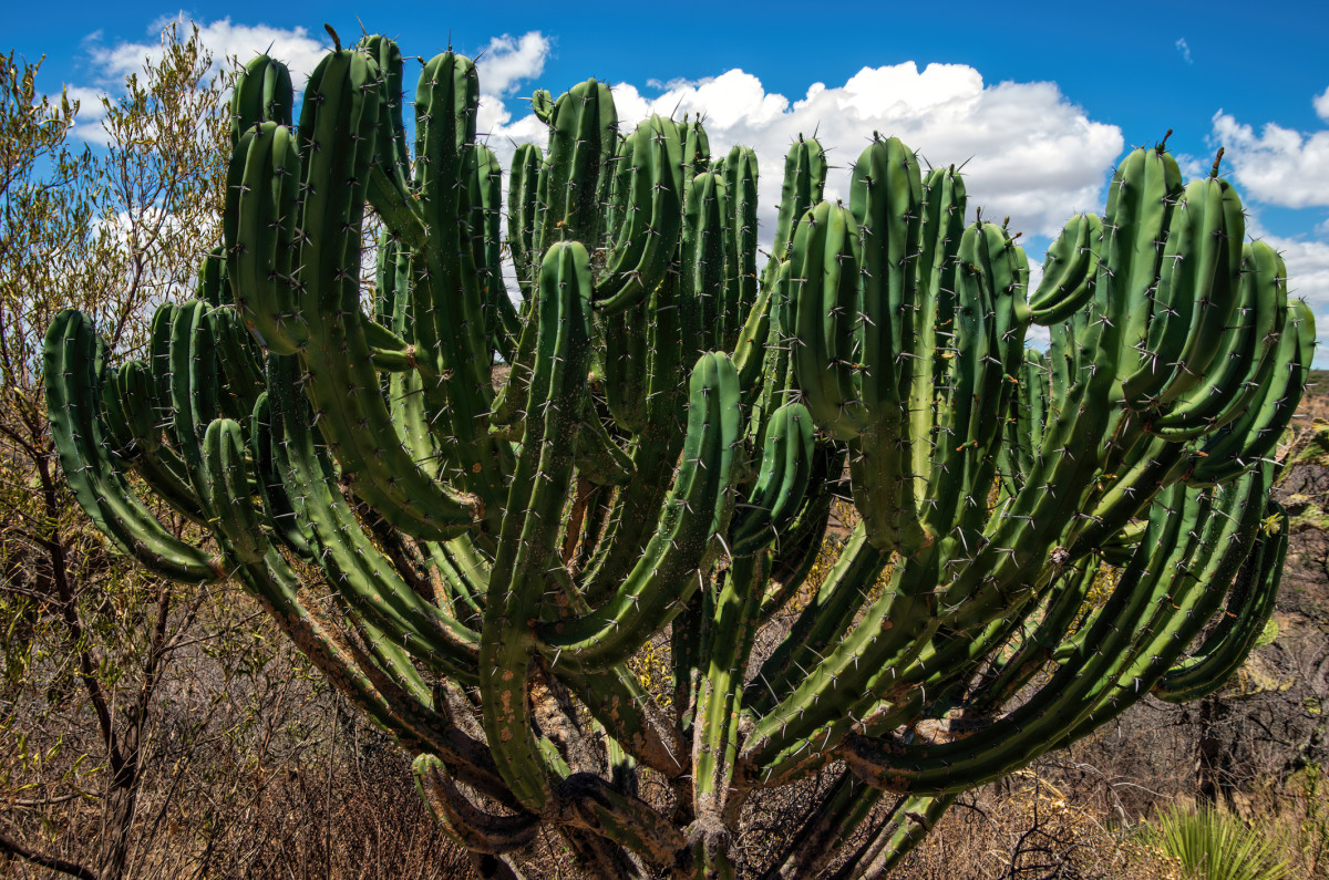 35 Different Types of Cactus You Can Grow at Home for an Endless Summer ...