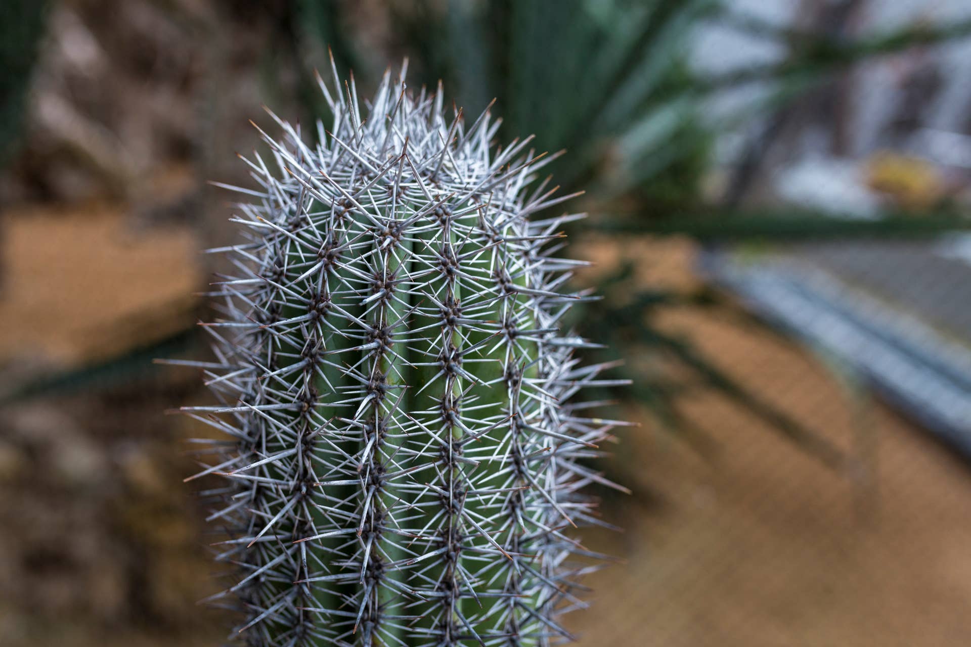 35 Different Types of Cactus You Can Grow at Home for an Endless Summer ...