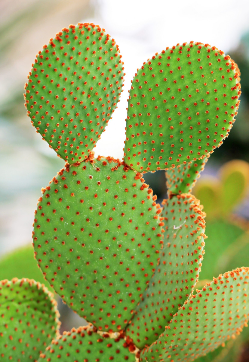 35 Different Types of Cactus You Can Grow at Home for an Endless Summer ...