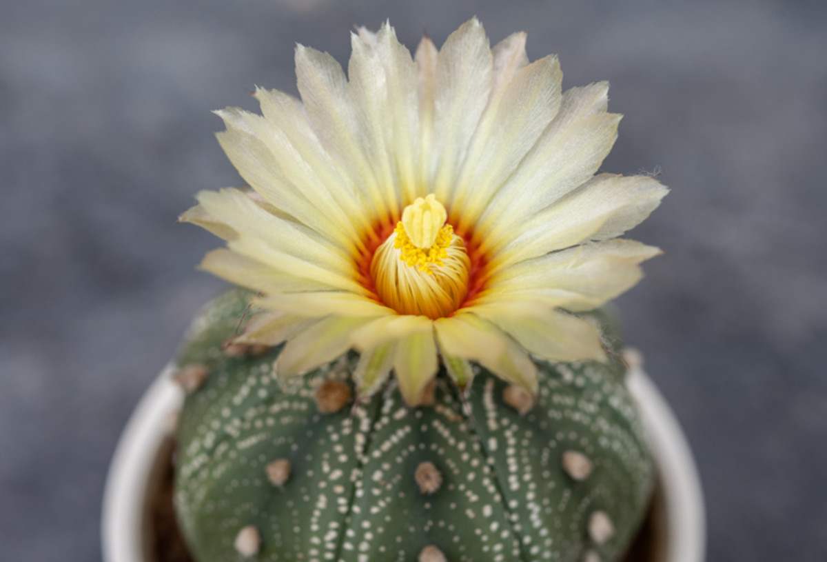 35 Different Types of Cactus You Can Grow at Home for an Endless Summer ...