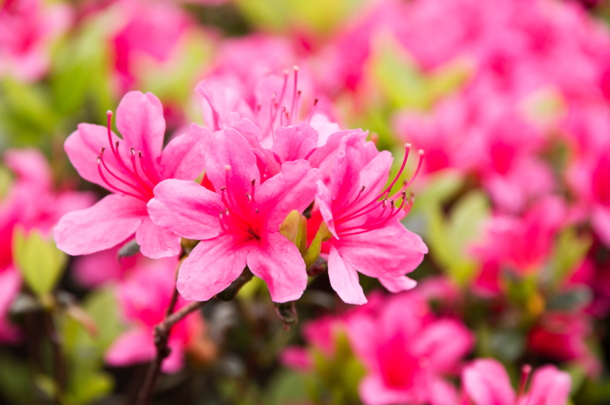 27 Poisonous Flowers and Plants To Avoid in Your Home and Garden ...
