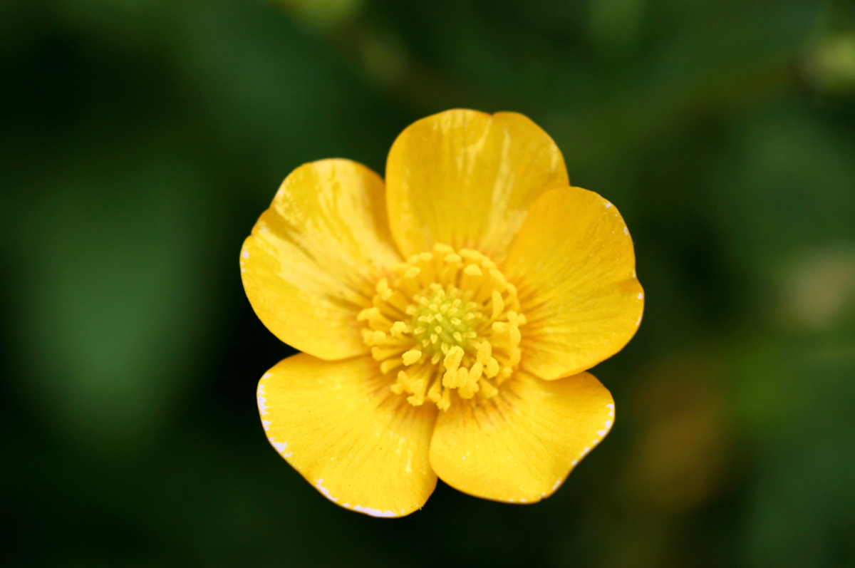 27 Poisonous Flowers and Plants To Avoid in Your Home and Garden ...