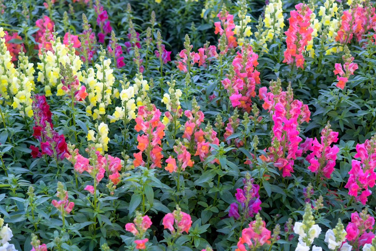How to Grow and Care for Snapdragons - Parade Home & Garden