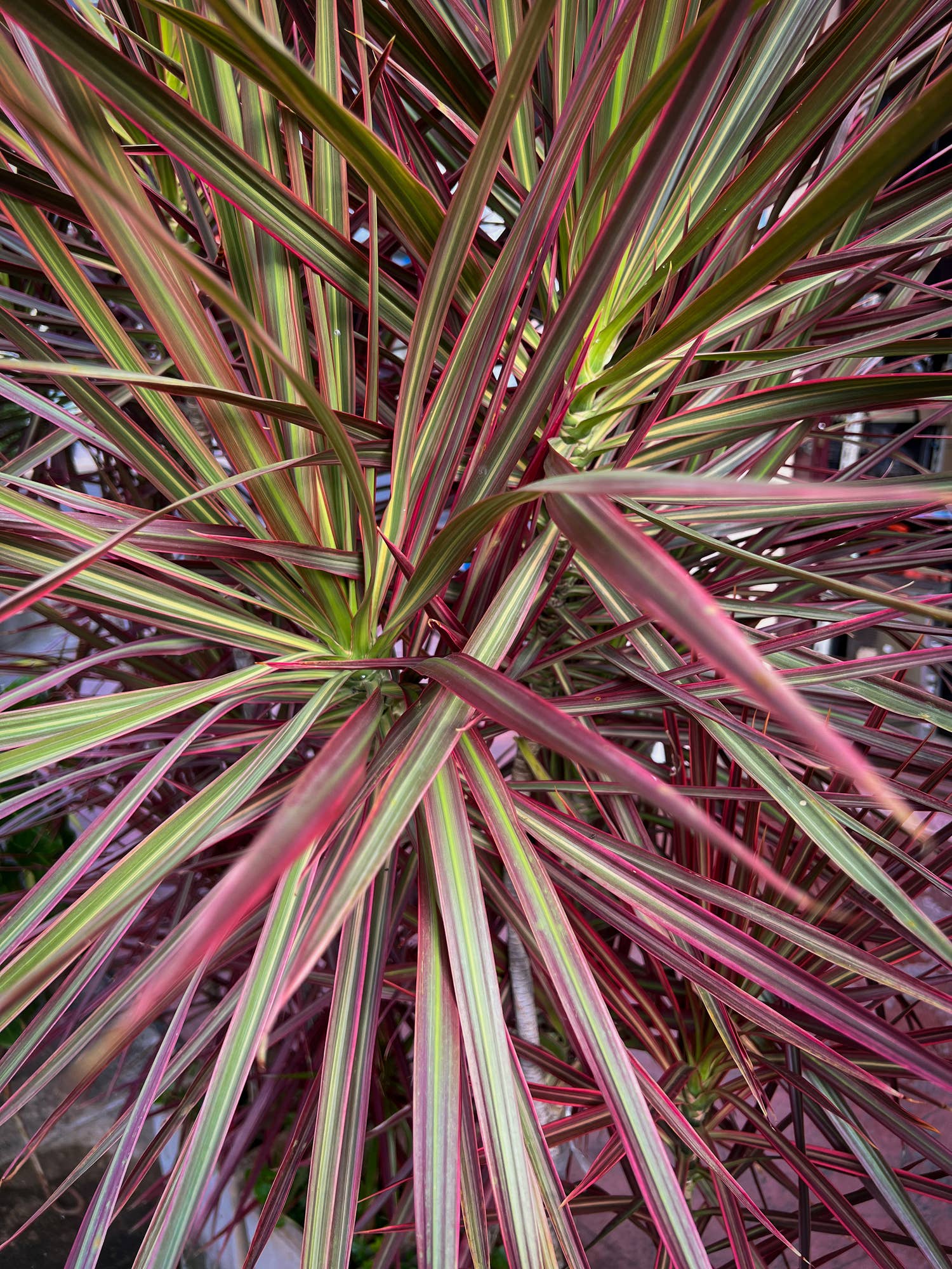 26 Types of Ornamental Grasses That Instantly Add Texture to Your ...