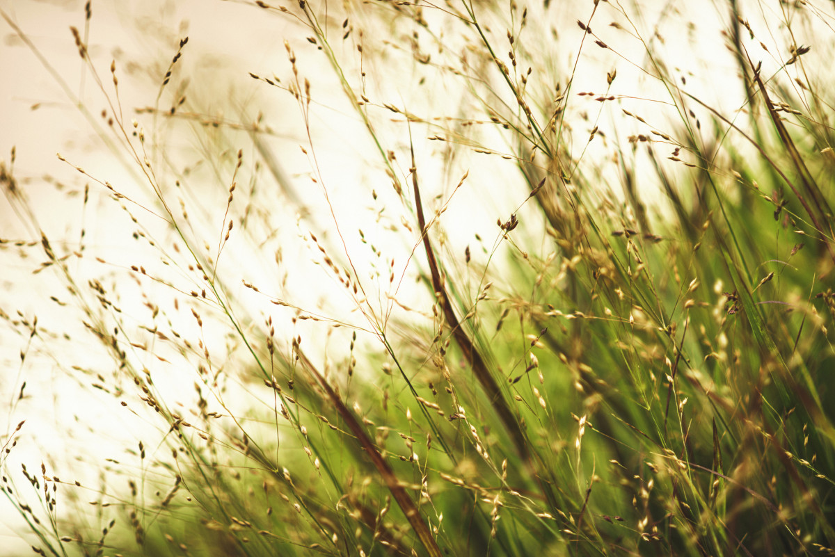 26 Types of Ornamental Grasses That Instantly Add Texture to Your ...