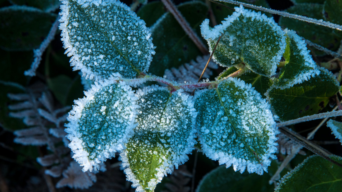 Covering Plants in Winter: Should You Do It? - Parade Home & Garden