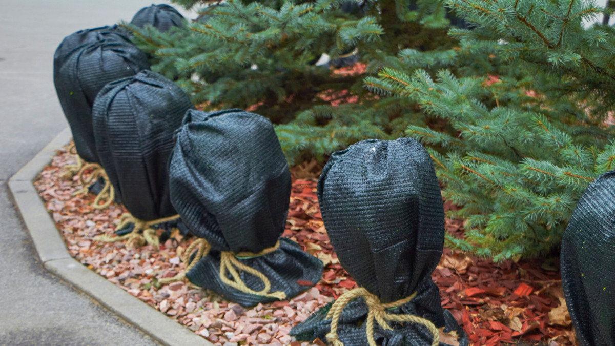 Covering Plants in Winter: Should You Do It? - Parade Home & Garden