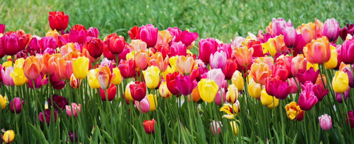 What Do Tulips Mean? Plus The Symbolism Behind Common Tulip colors ...