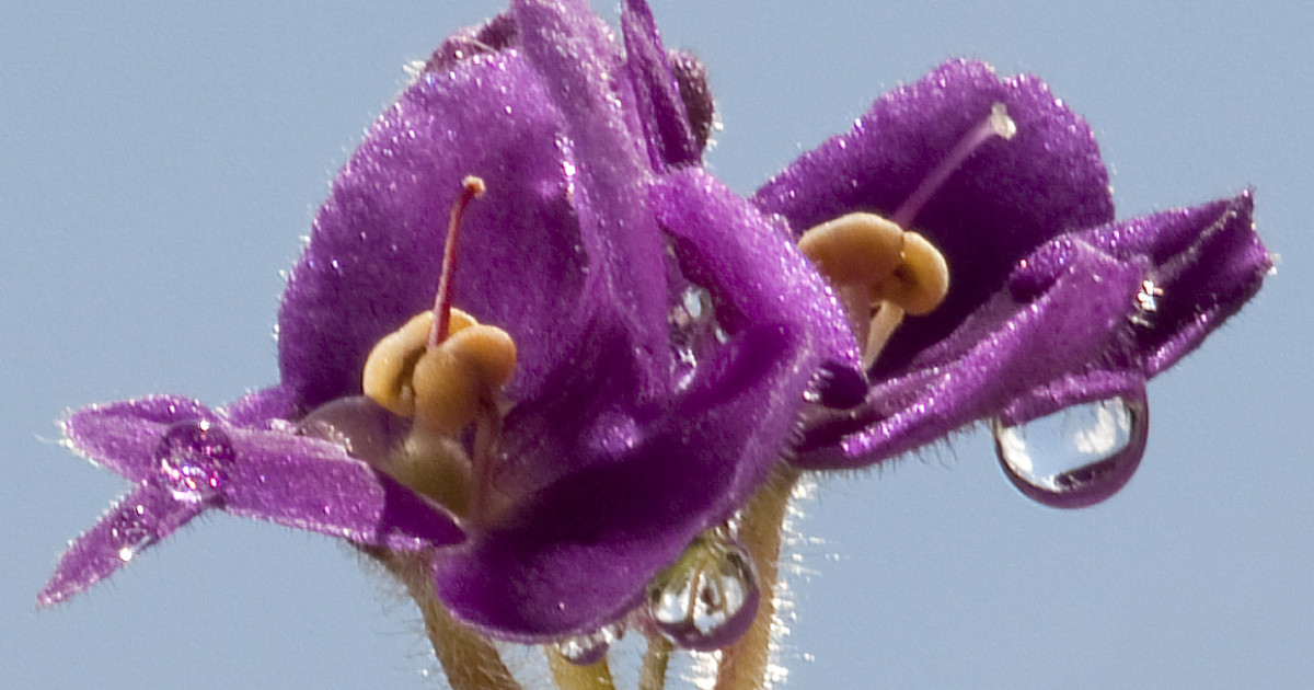 Discovering African Violets - Parade Home & Garden