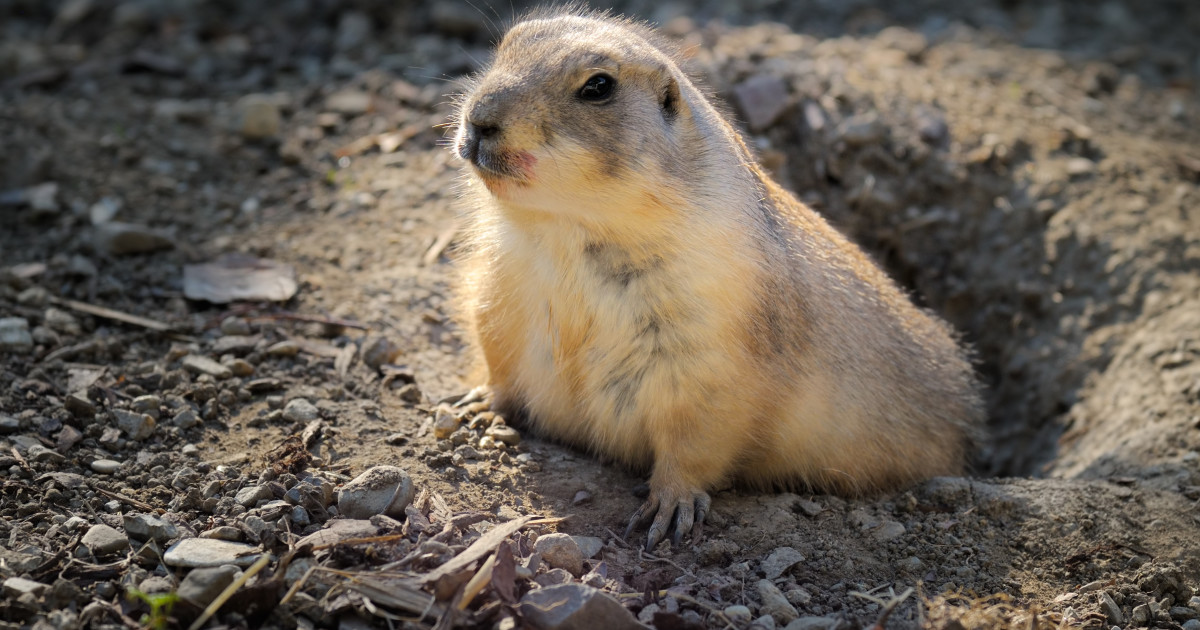 How to Get Rid of Groundhogs In Your Yard, According to Experts ...