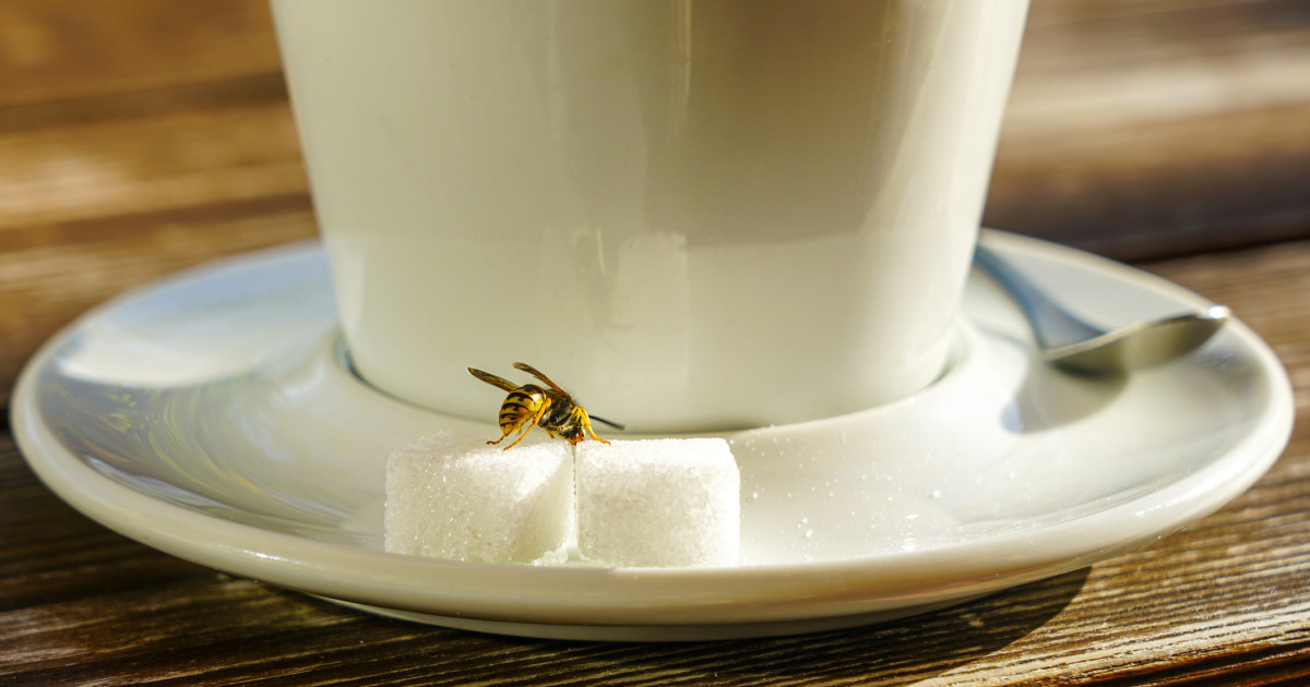 This Easy Hack Will Help Keep Wasps Away From Your Outdoor Space ...