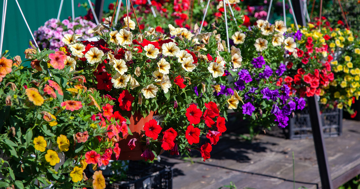 Plastic Plant Hangers Get a Gorgeous Macrame Makeover - Parade Home ...