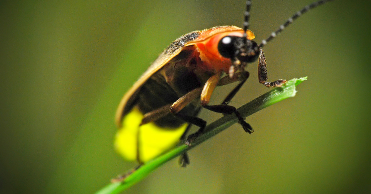 3 Simple Tricks to Help Fireflies Thrive in Your Yard - Parade Home ...