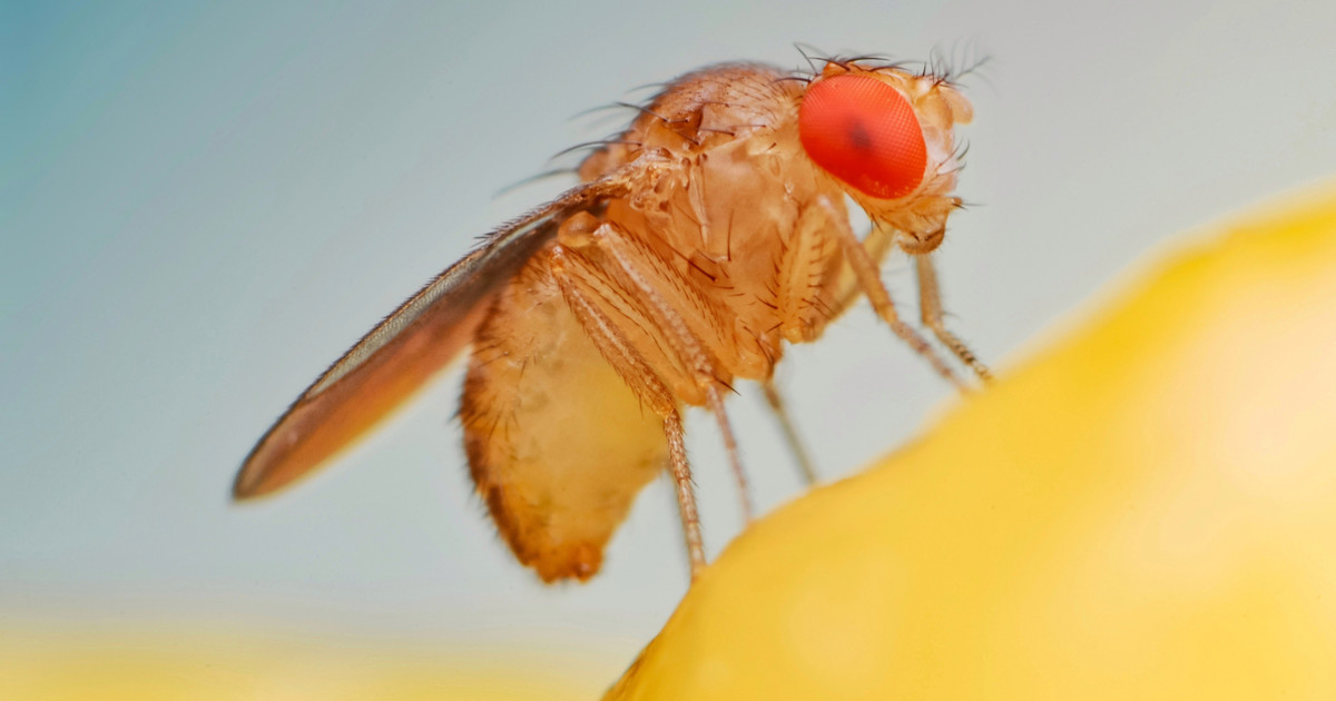 STEM Flying Insects Fan Trap Review - Parade Home & Garden