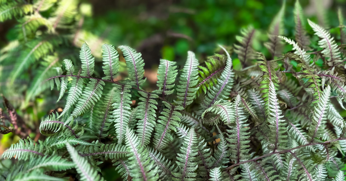 How To Grow and Care for Japanese Painted Ferns