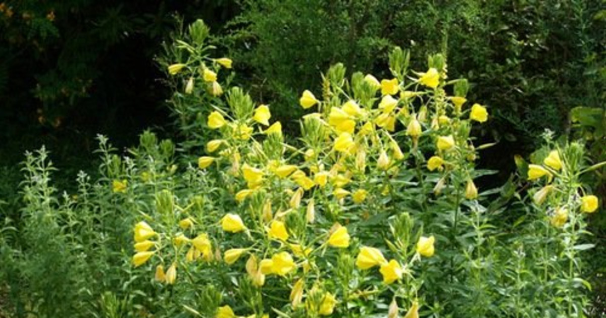 Grow Evening Primrose in Your Late Summer and Fall Garden - Parade Home ...