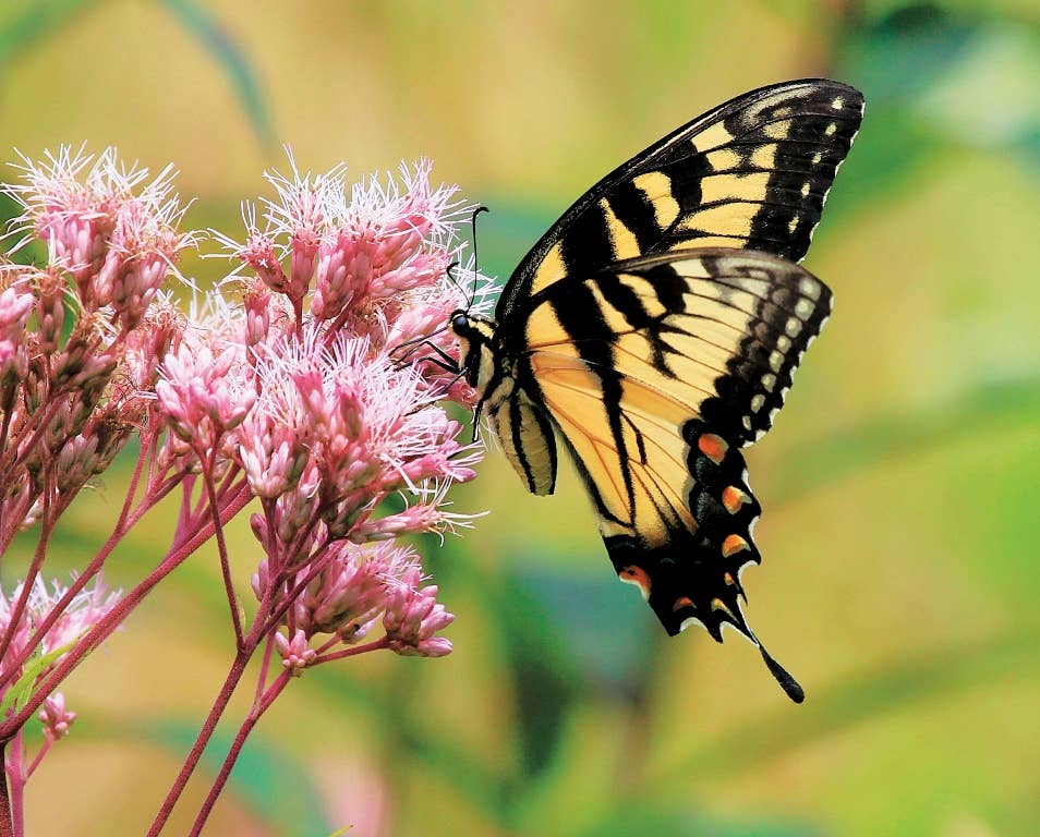 Watch Butterflies in Your Spring Garden