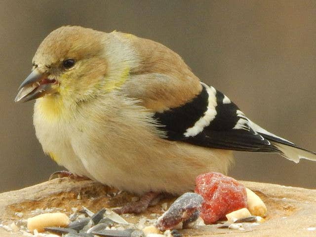 Feed the Birds in Your Summer Garden - Parade Home & Garden
