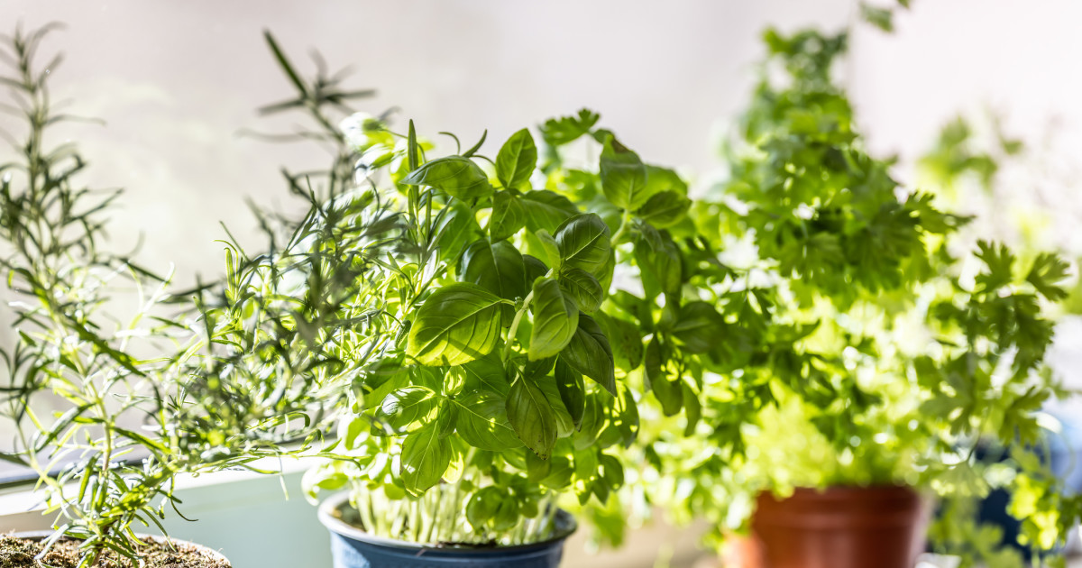 How to Grow and Care for Basil, Step-by-Step - Parade Home & Garden