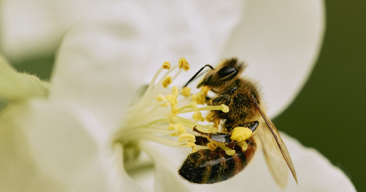 Help Your Bees Pollinate With This Easy Water Station - Parade Home ...
