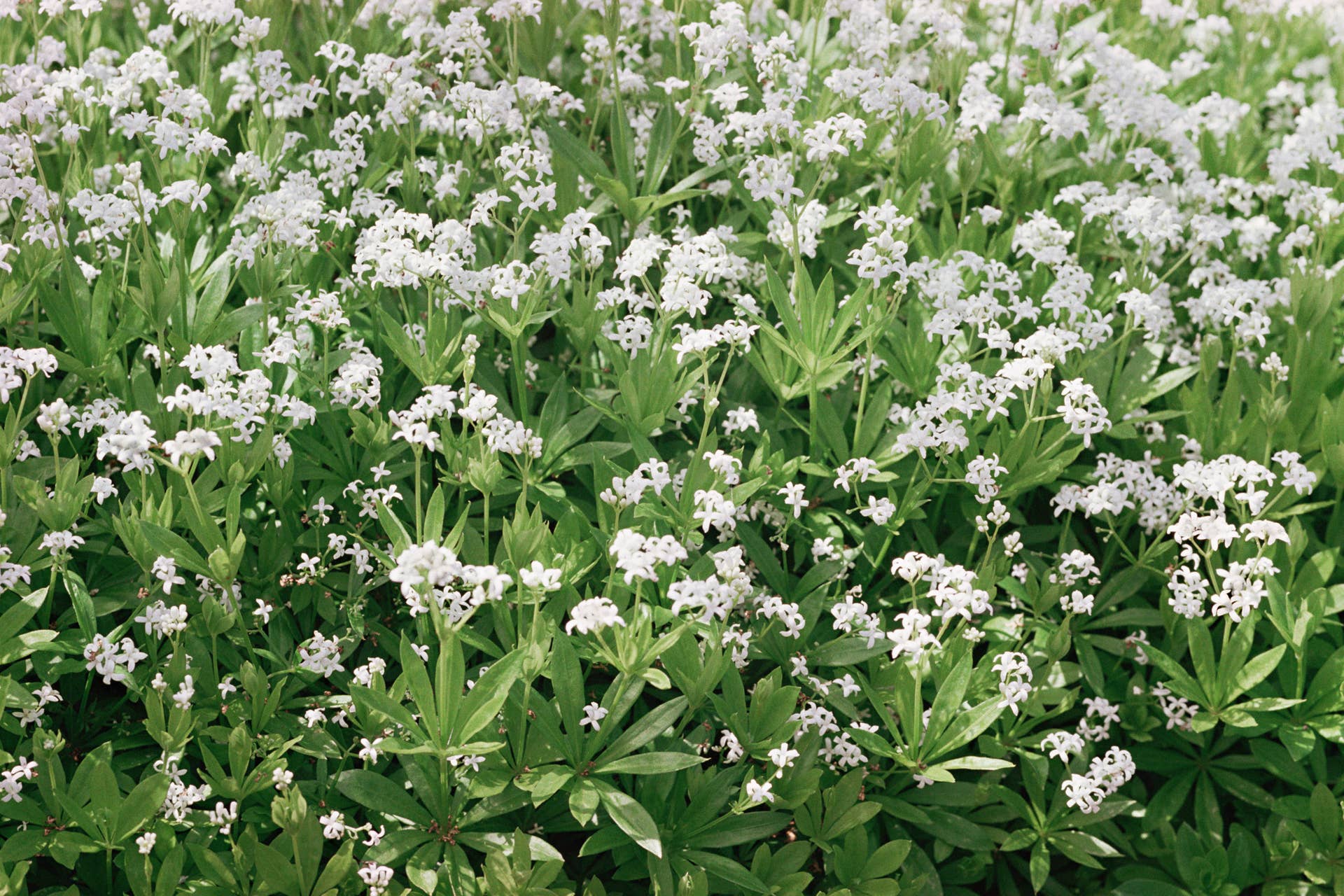 15 Beautiful Flowering Groundcovers - Parade Home & Garden