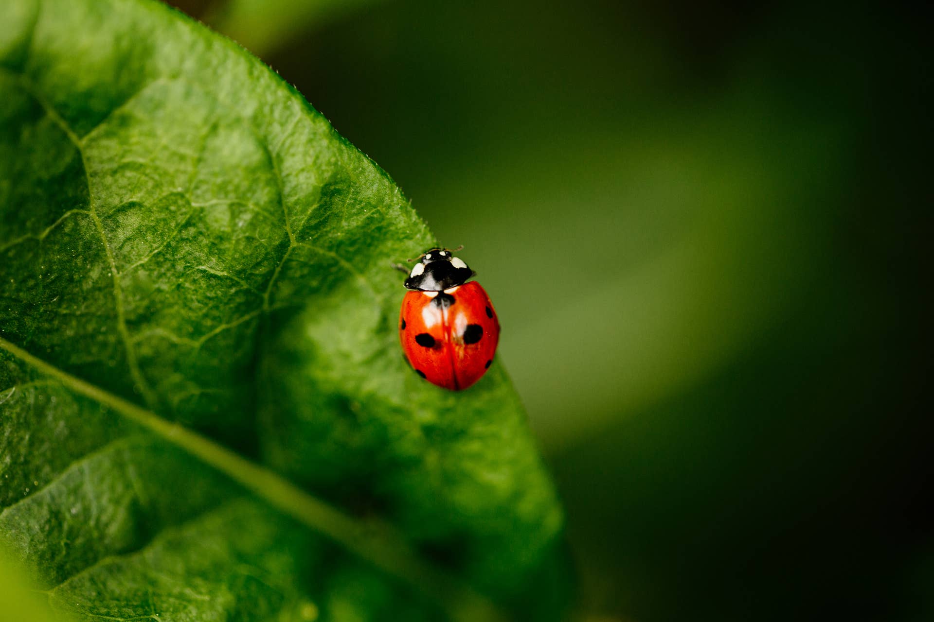 Ladybug vs. Asian Lady Beetle: How to Tell the Difference