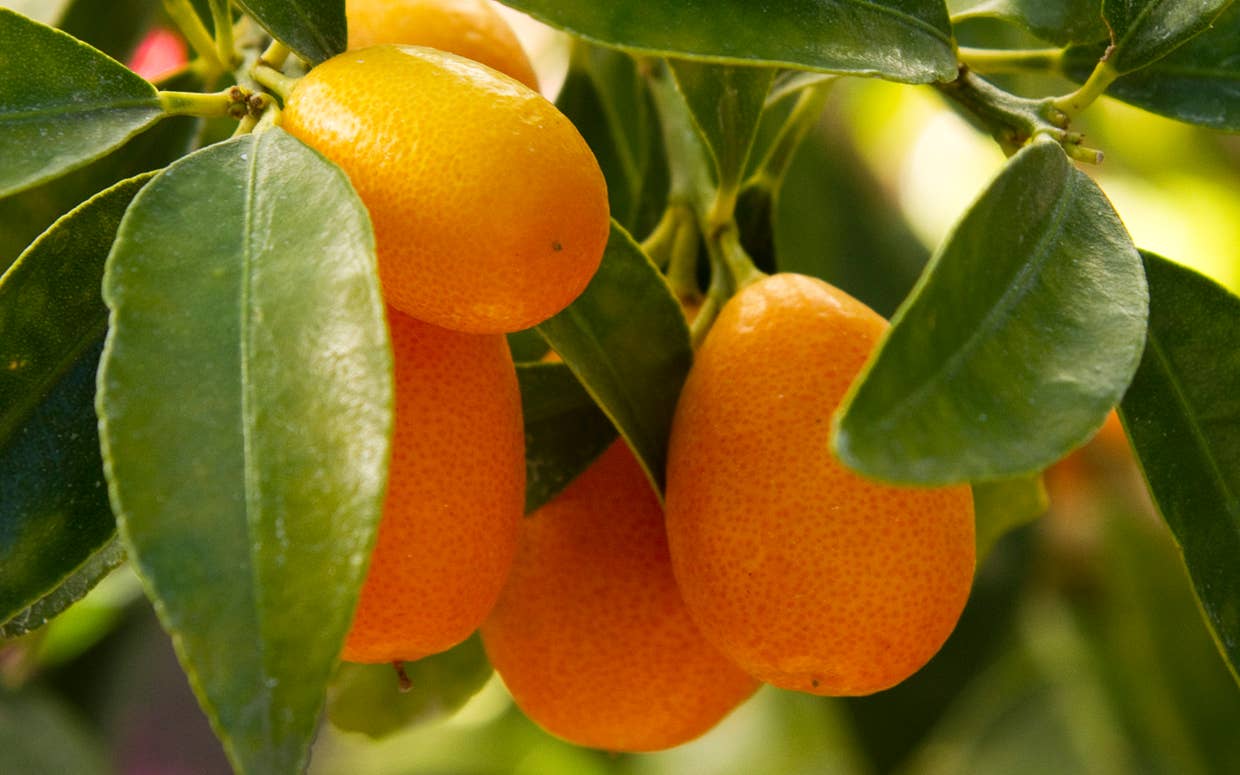 Costco Has Started Selling Citrus Trees Ahead of Spring - And Some of ...