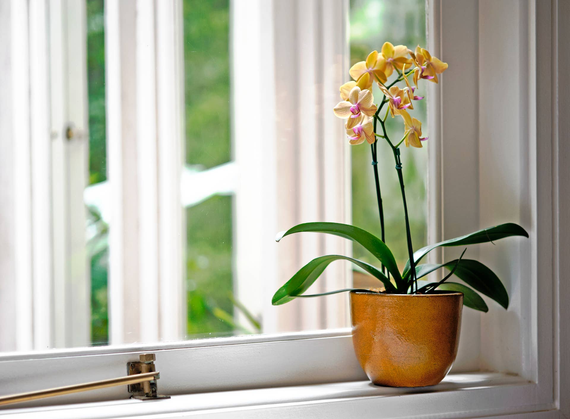 27 Poisonous Flowers and Plants To Avoid in Your Home and Garden