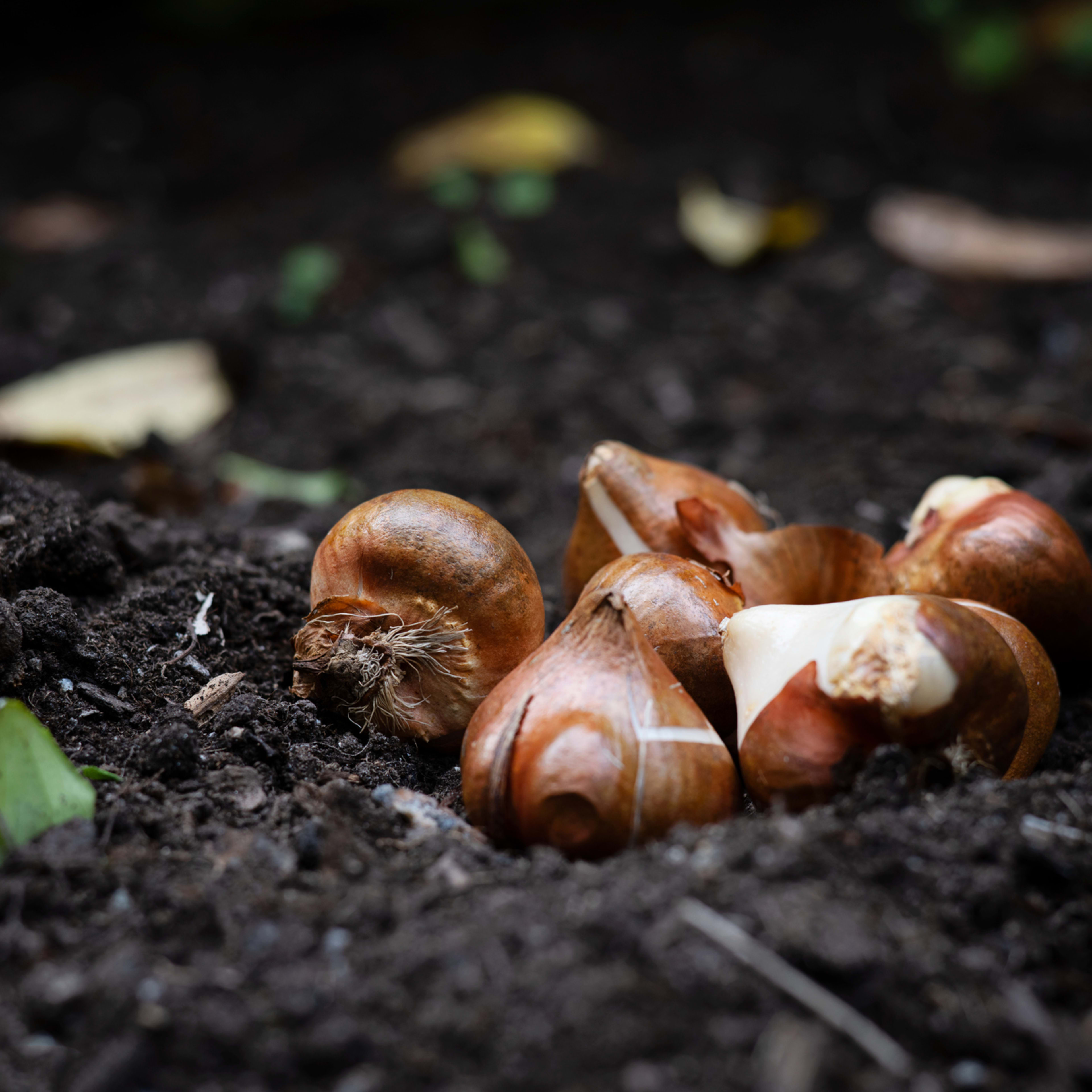 What Do Tulips Mean? Plus The Symbolism Behind Common Tulip colors ...