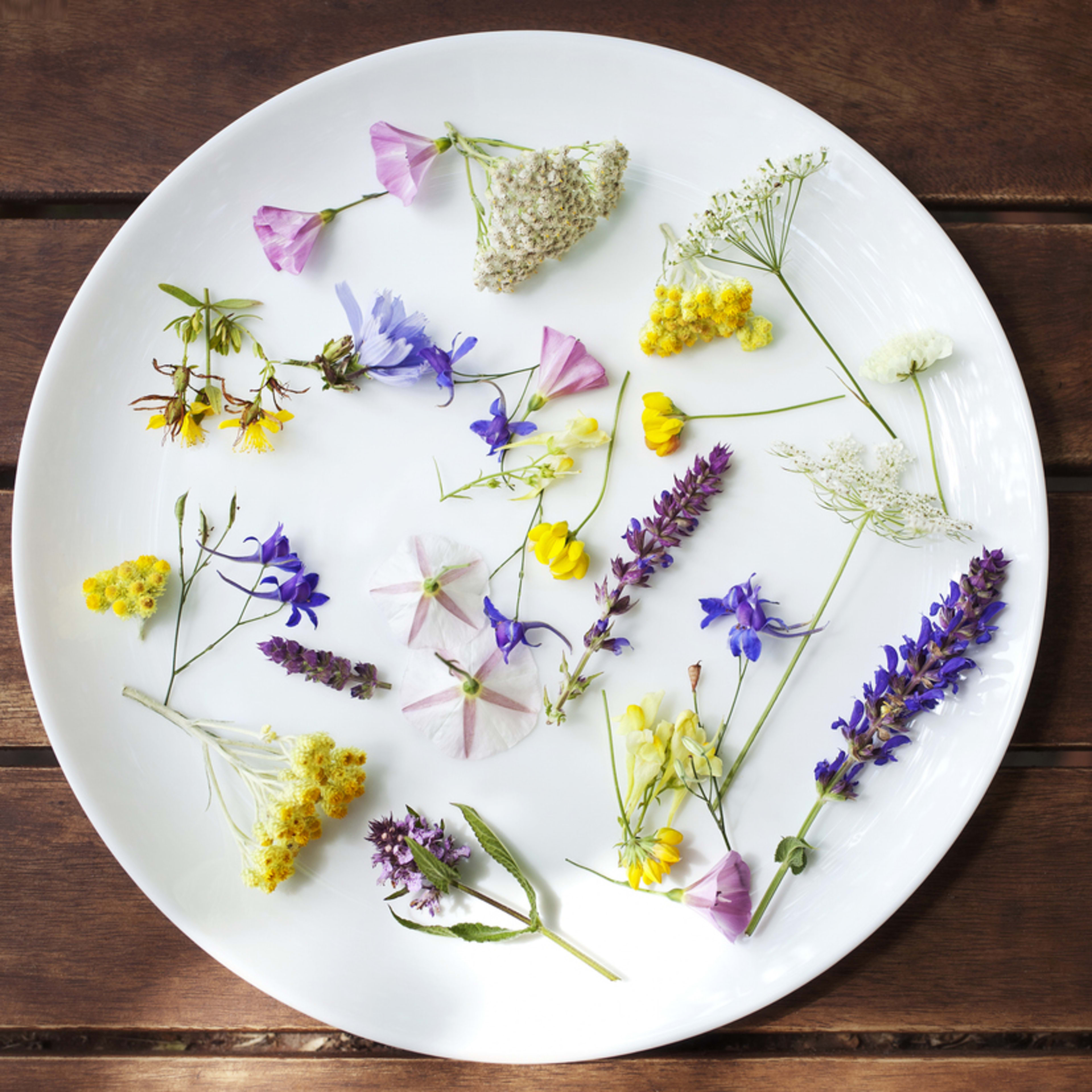 Purple Passion Plant Care Guide, How To Grow - Parade Home & Garden