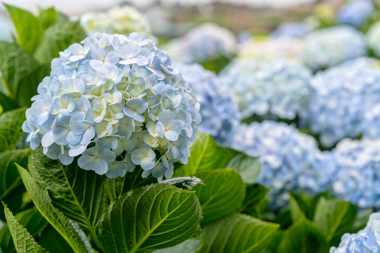 How to Use Epsom Salt for Plants - Parade Home & Garden