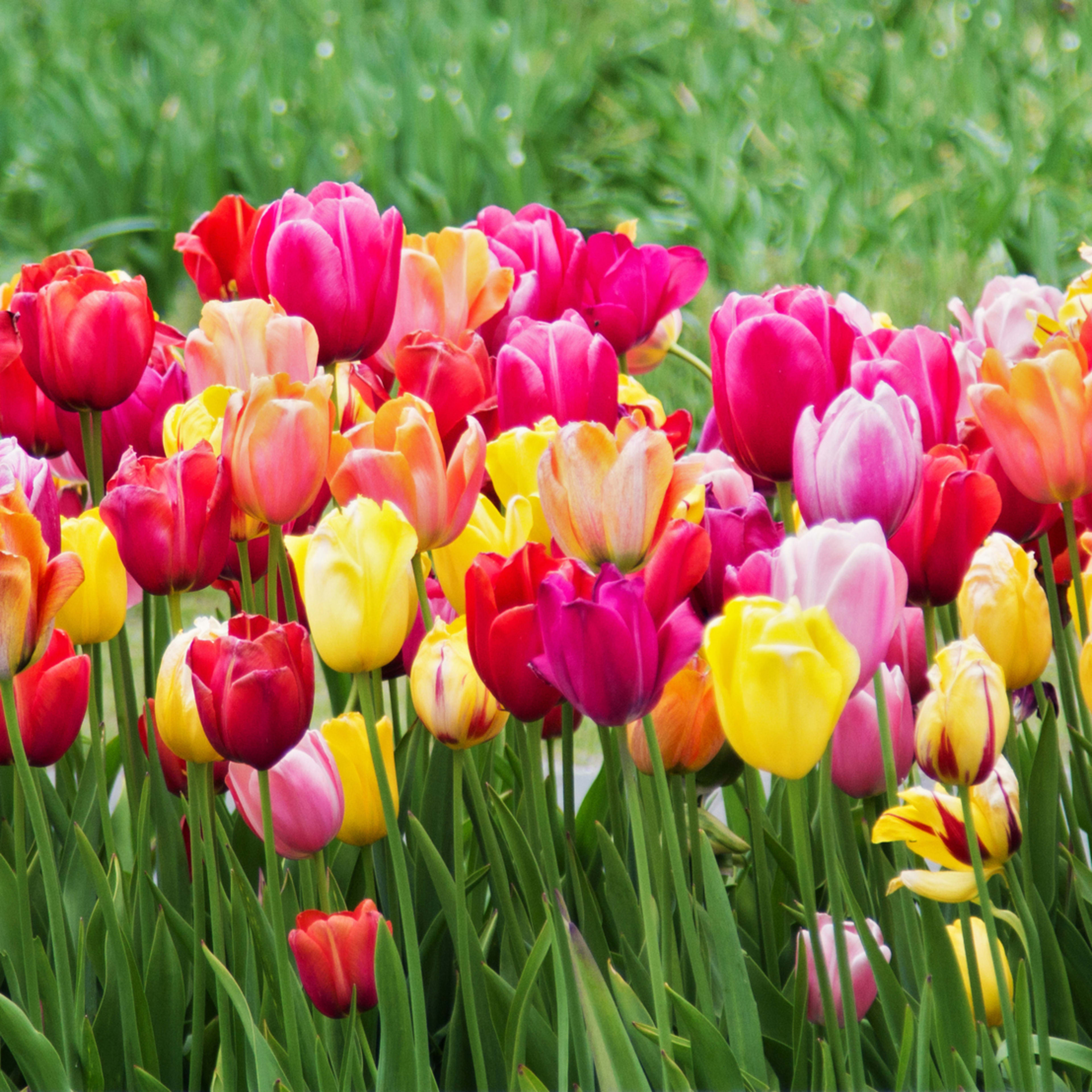 18 Rose Colors and Their Meanings - Parade Home & Garden