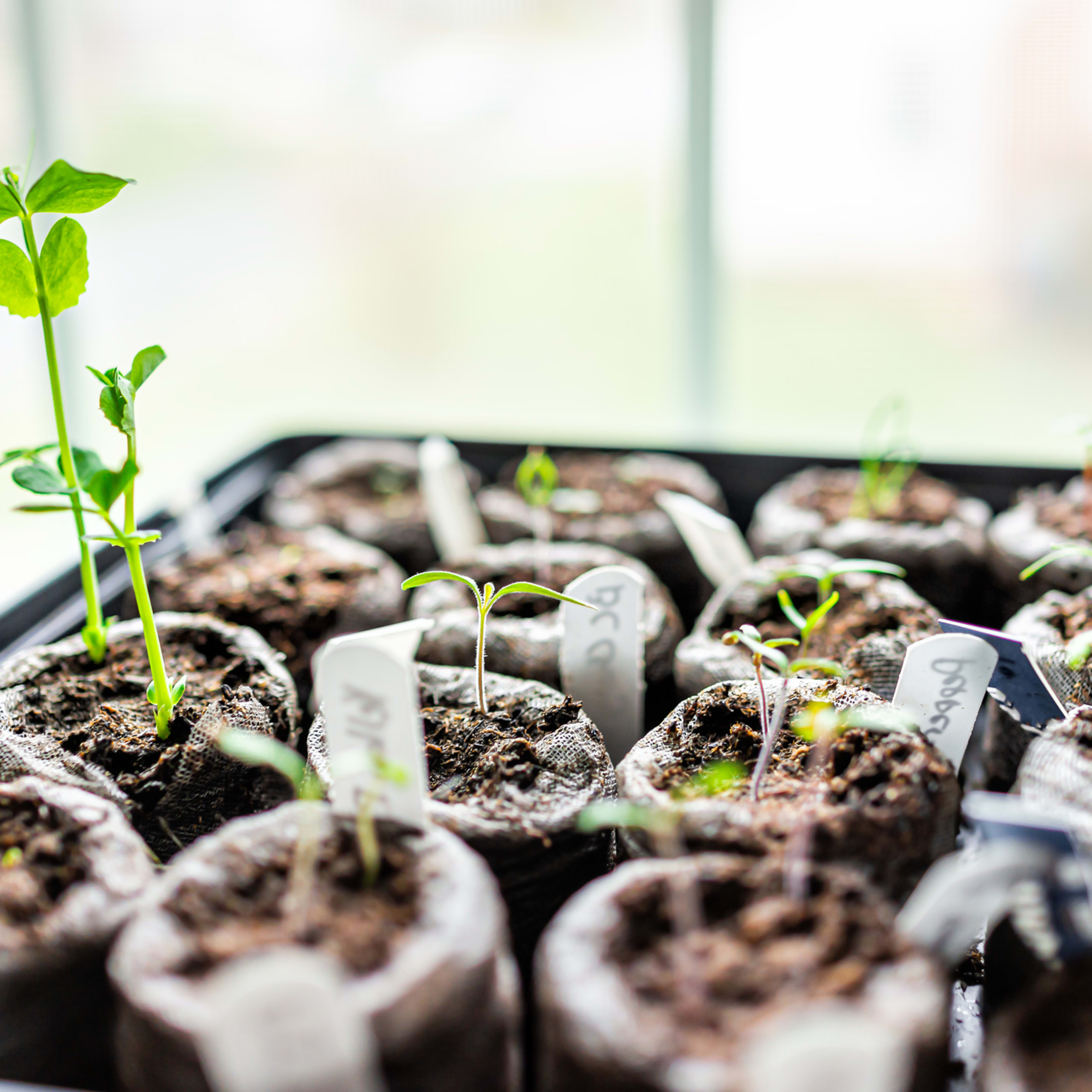 How To Know When To Transplant Seedlings - Parade Home & Garden