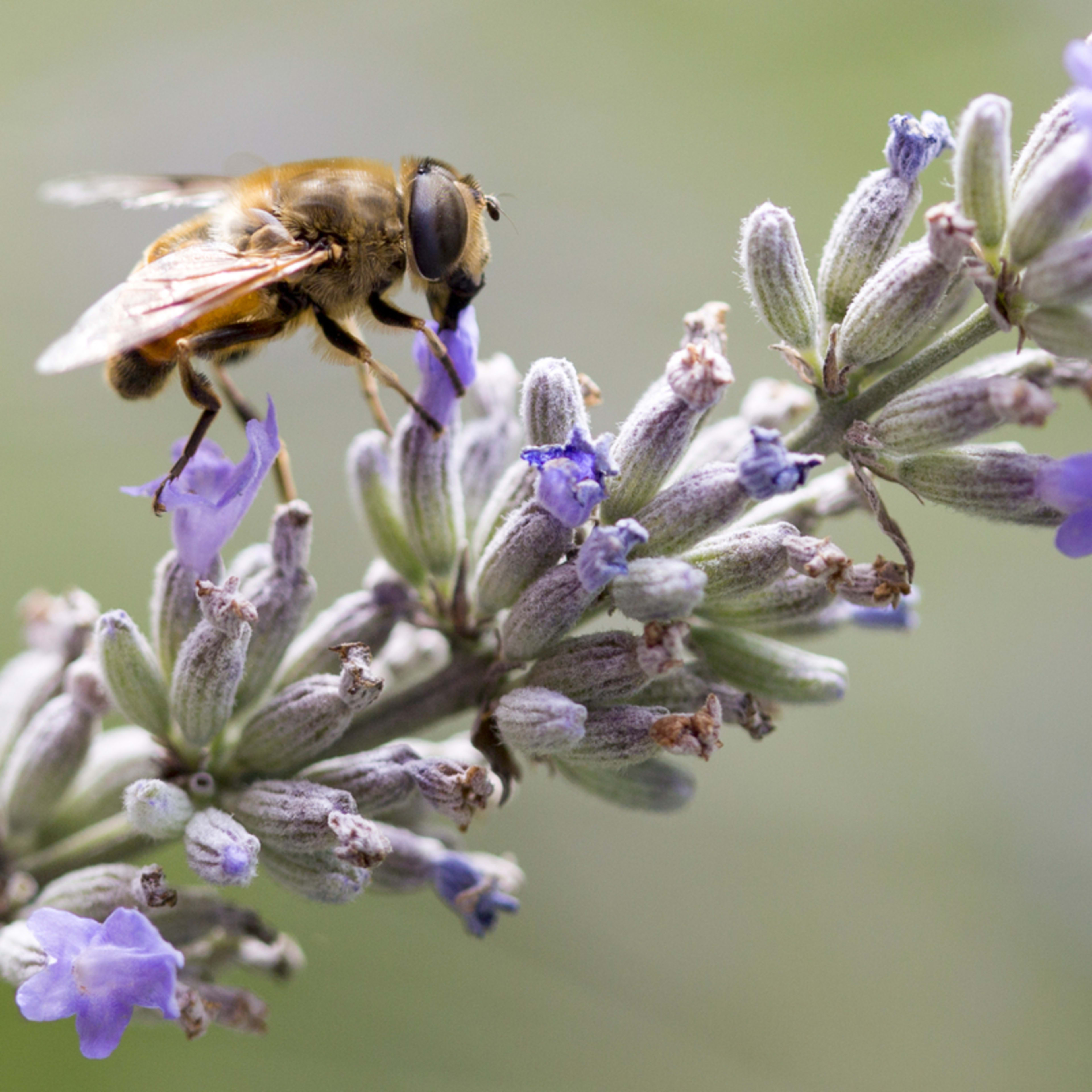 STEM Flying Insects Fan Trap Review - Parade Home & Garden