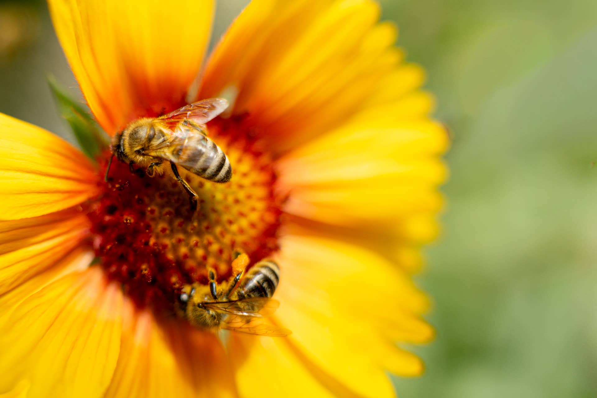 Garden Center Shares Tricks to Easily Bring All the Bees to Your Yard ...