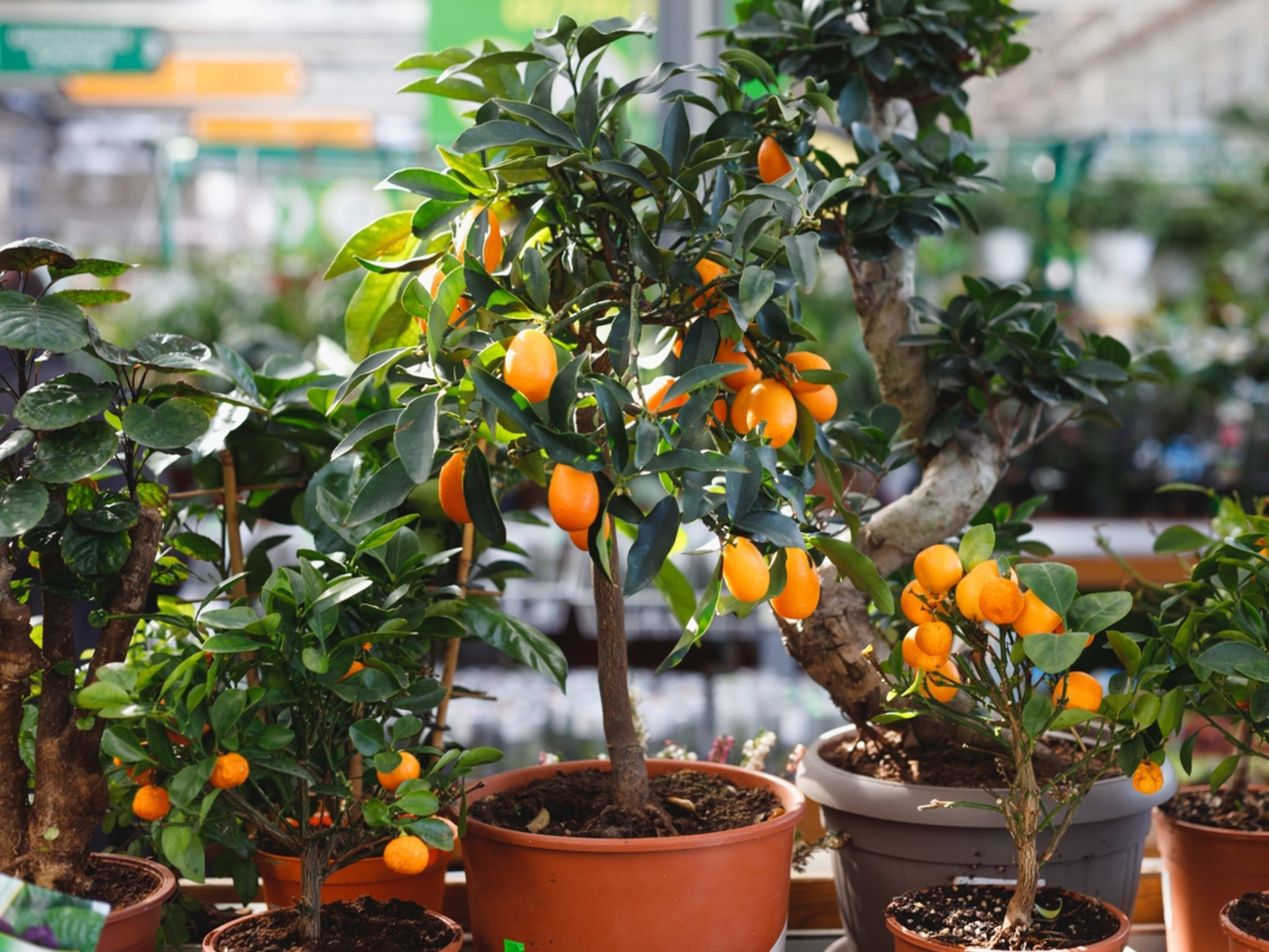 Costco Has Started Selling Citrus Trees Ahead of Spring - And Some of ...