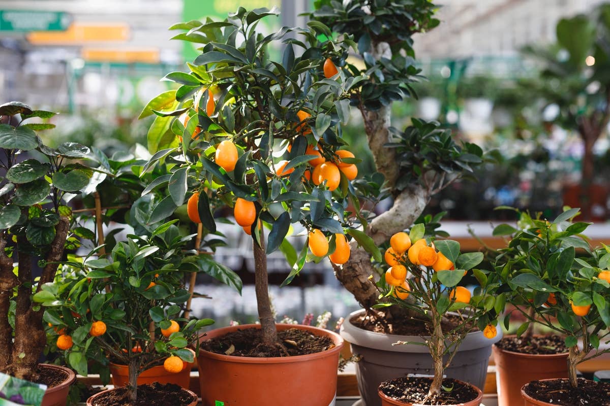 Orange Fruit Trees