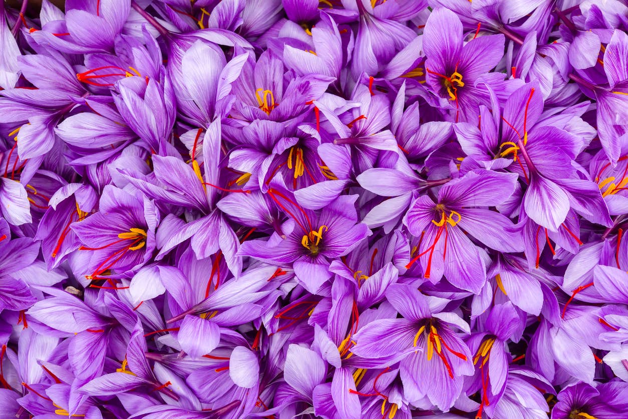 The Essential Guide to Flower Meanings and Symbolism